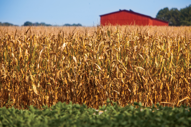 Hoosier-tucky – Wheat vs Chaff